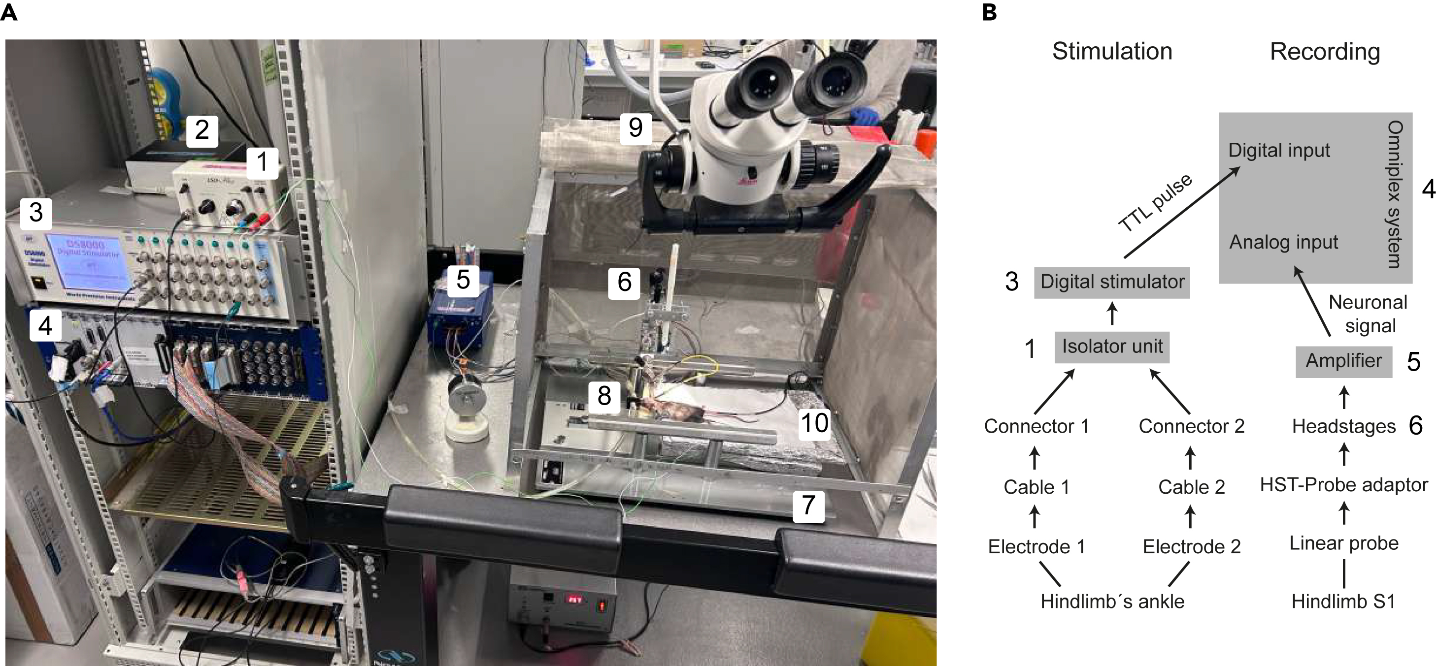 Cell Press: STAR Protocols