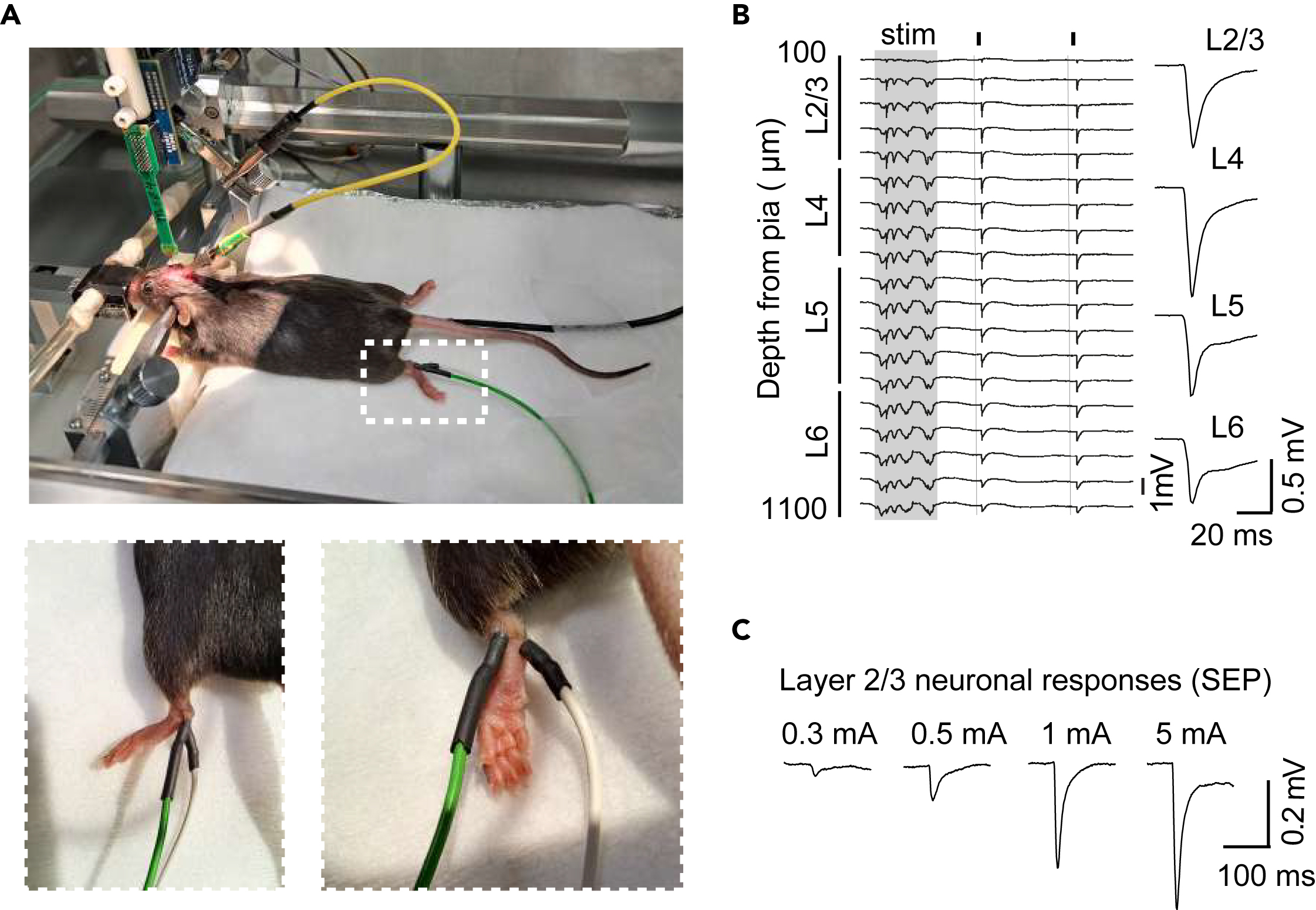 Cell Press: STAR Protocols
