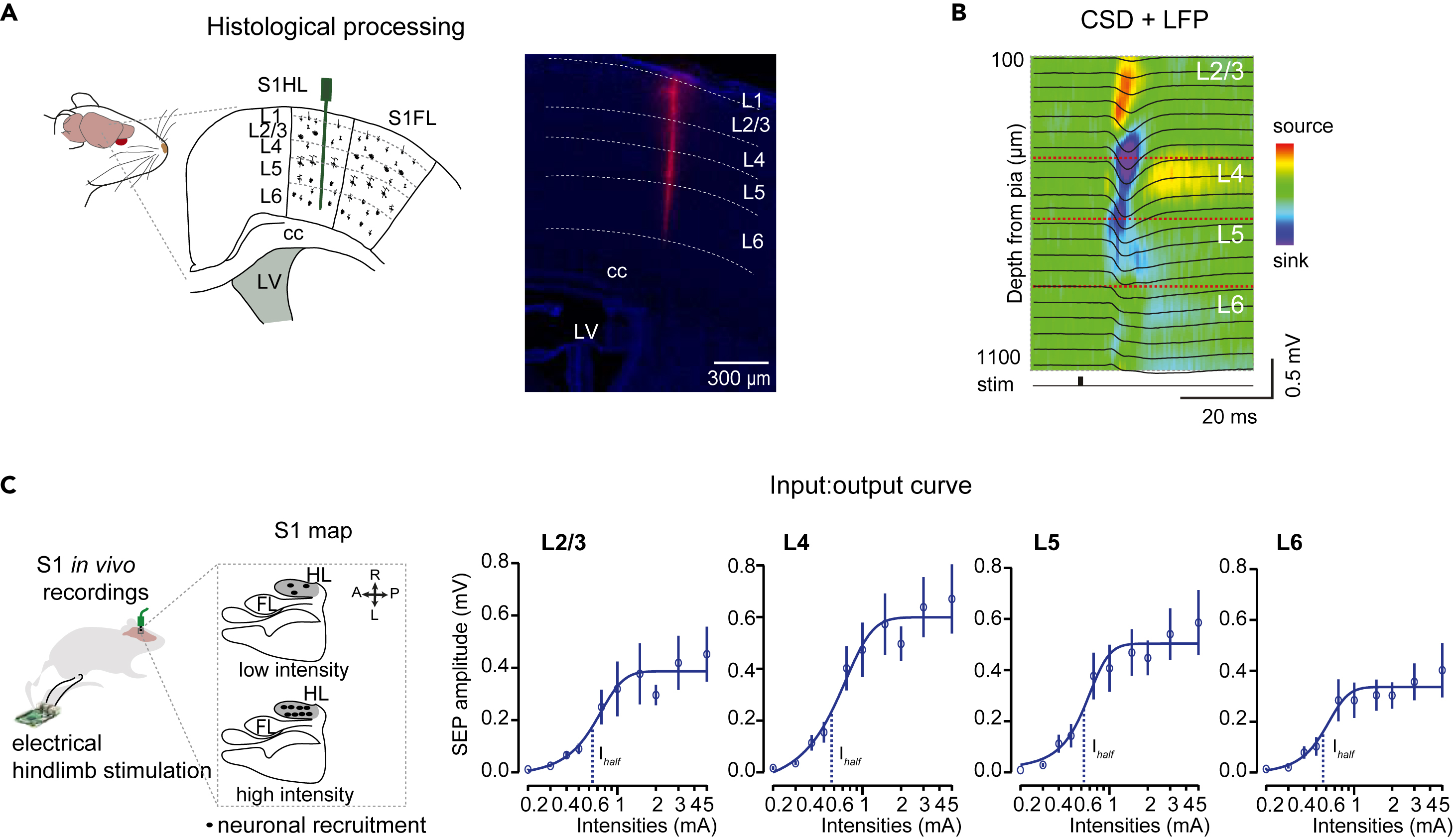 Cell Press: STAR Protocols