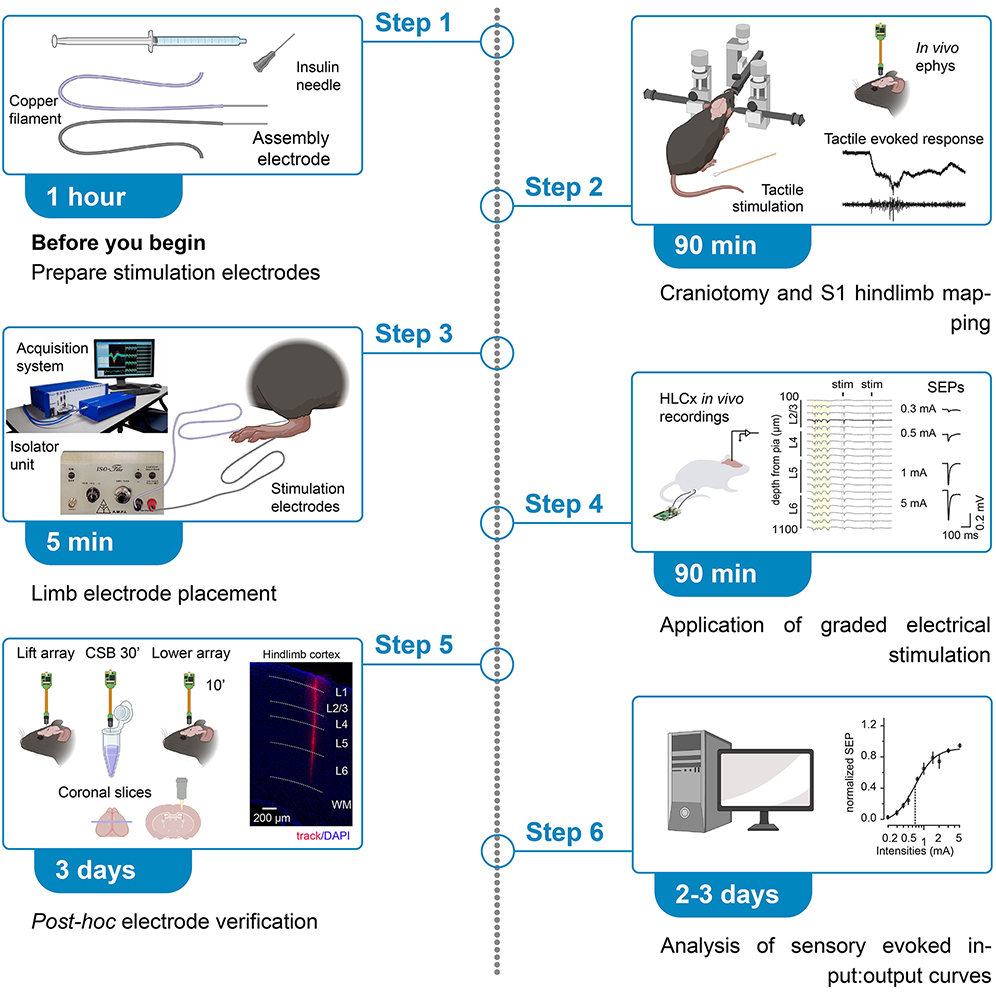 Cell Press: STAR Protocols