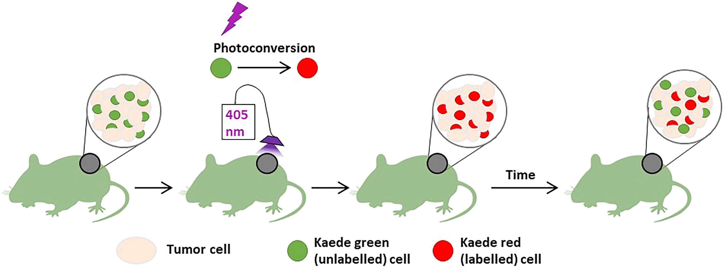 Cell Press: STAR Protocols
