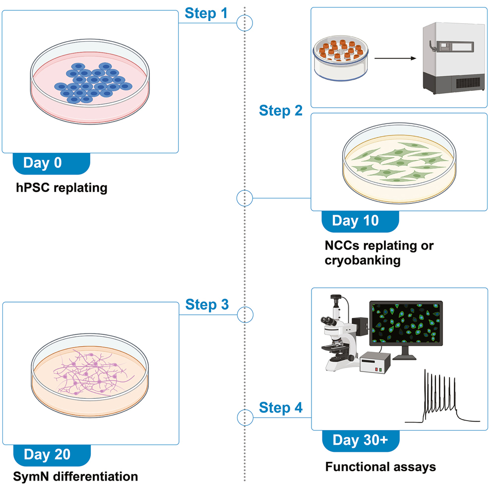 Cell Press: STAR Protocols