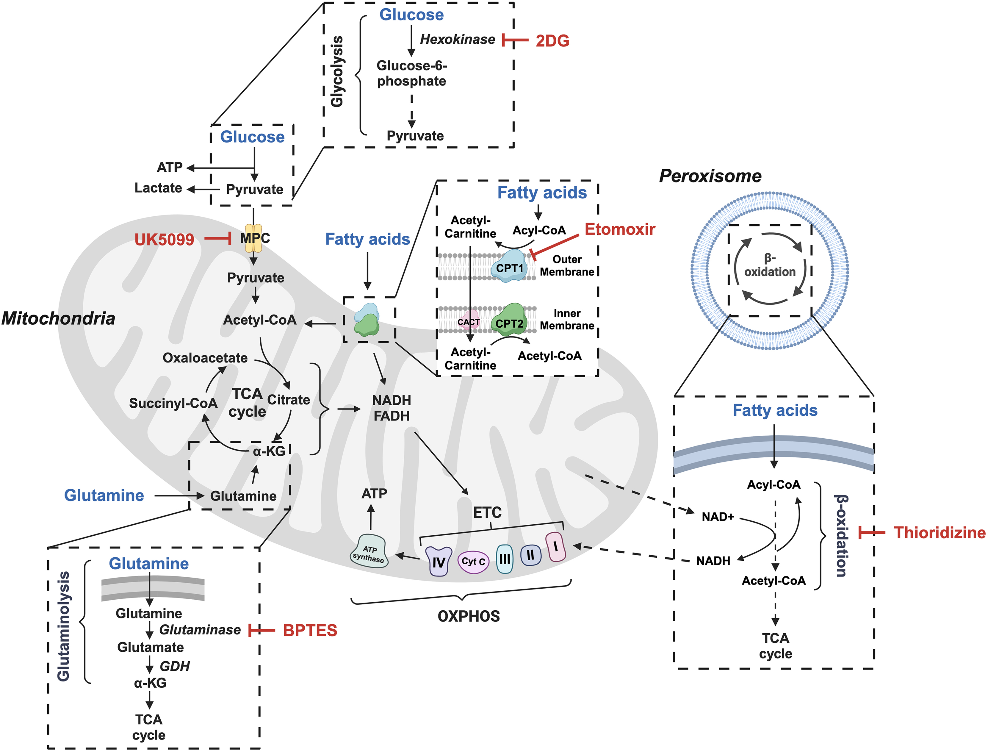 Cell Press: STAR Protocols