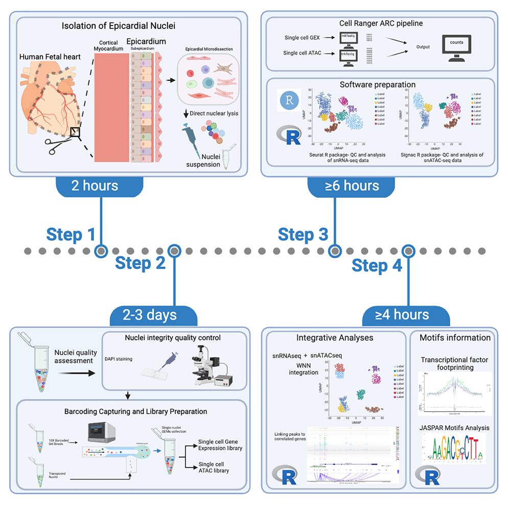 Cell Press: STAR Protocols