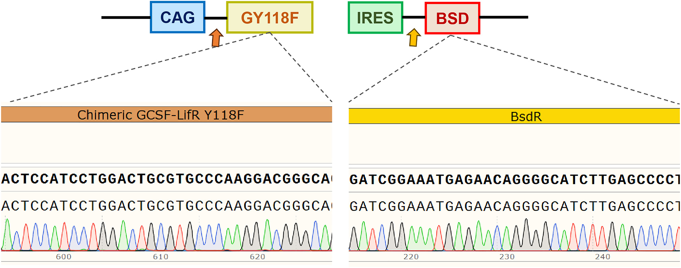 Cell Press: STAR Protocols