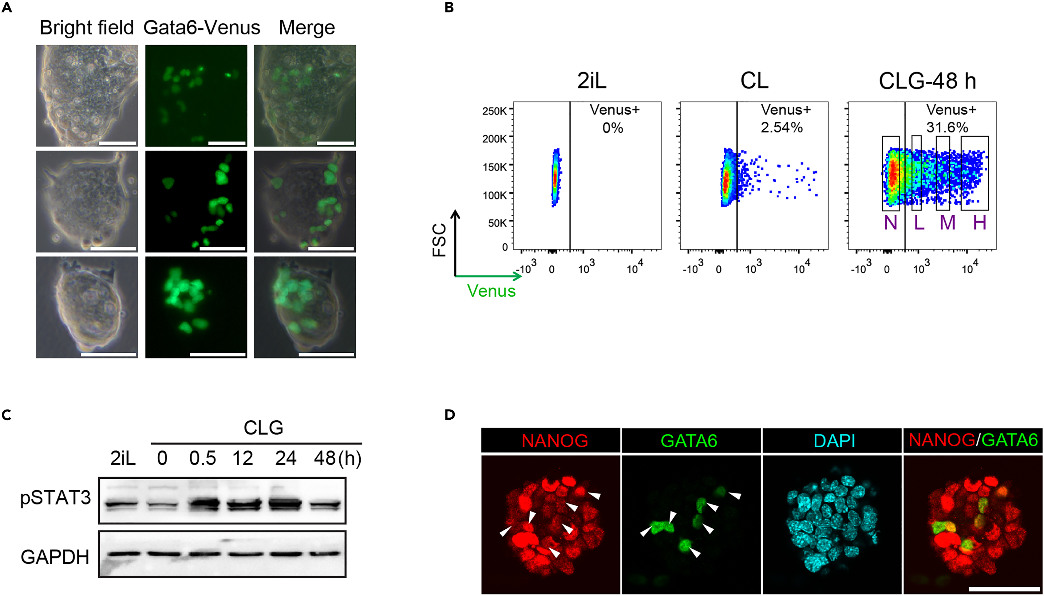 Cell Press: STAR Protocols