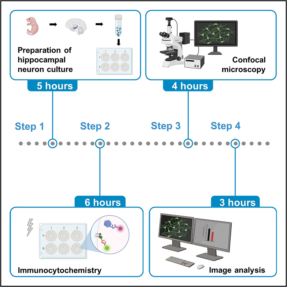 Cell Press: STAR Protocols