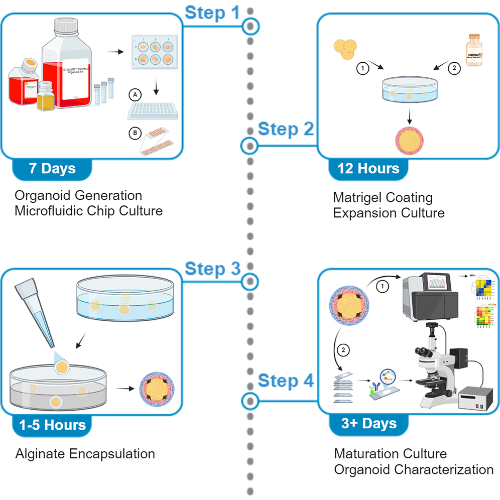 Cell Press: STAR Protocols