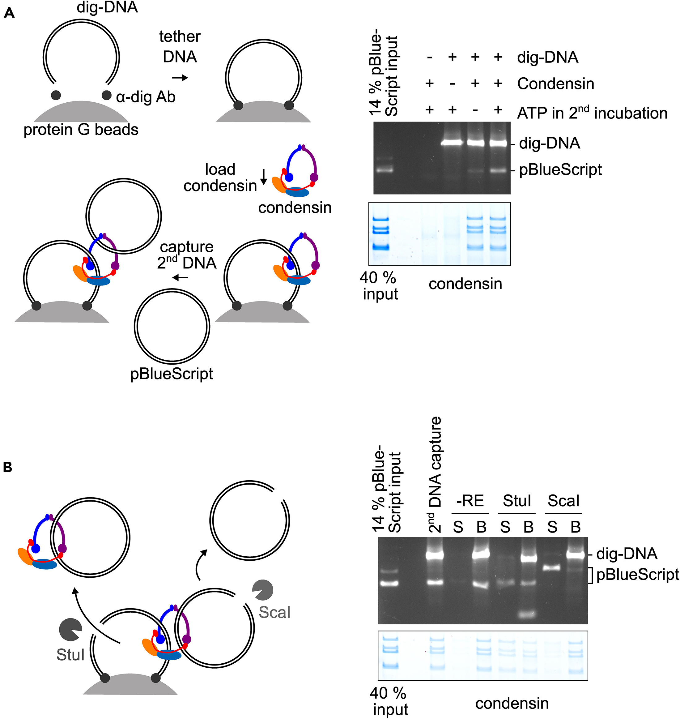 Cell Press: STAR Protocols