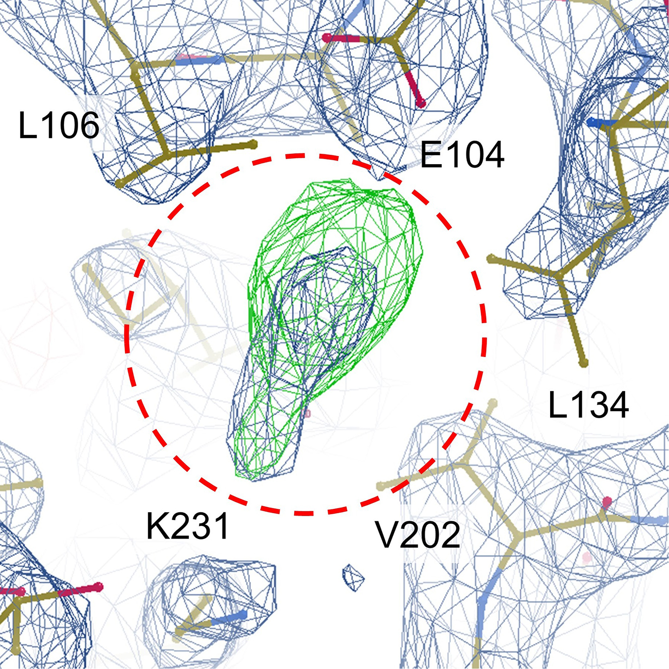 Cell Press: STAR Protocols