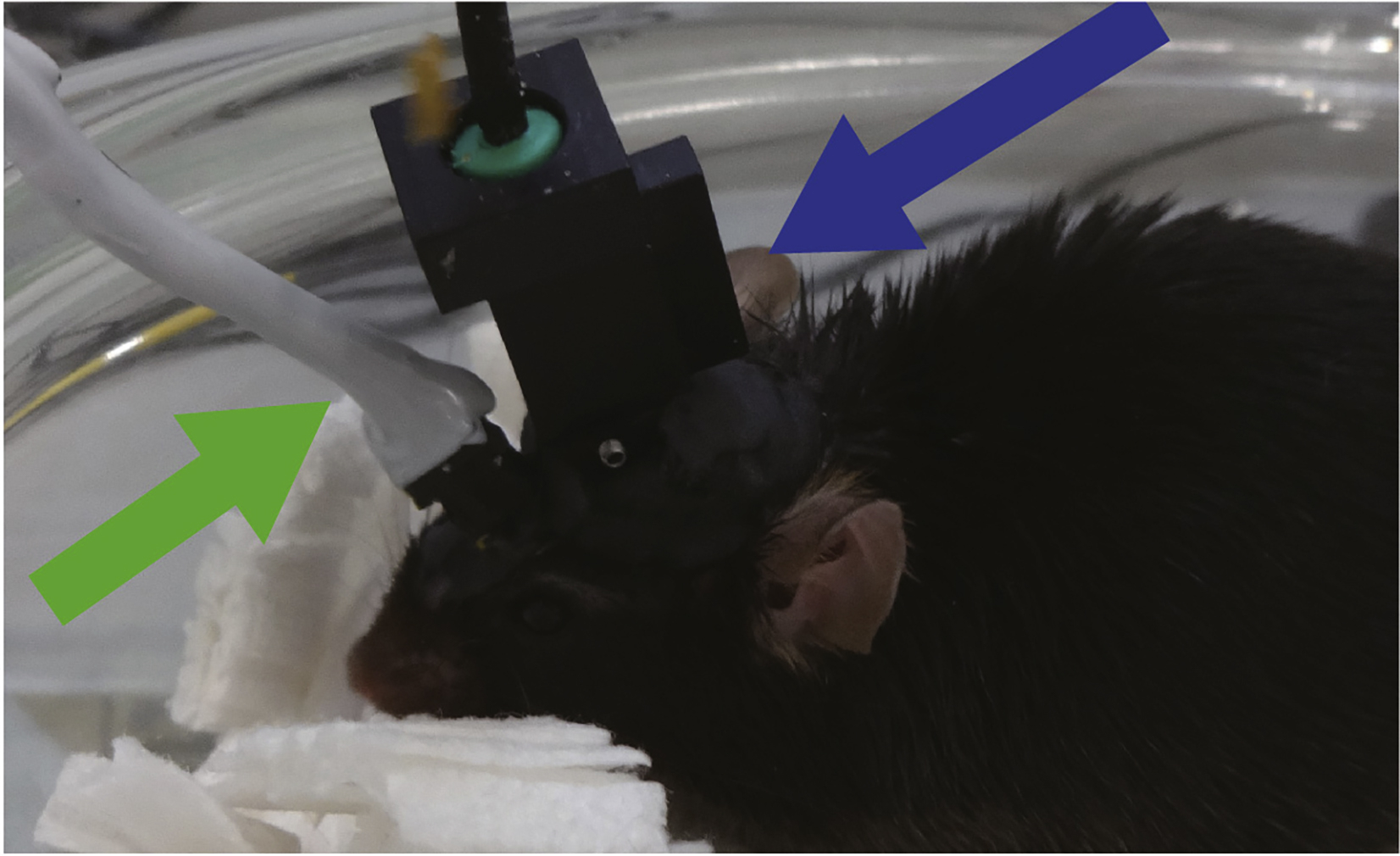 Cell Press: STAR Protocols