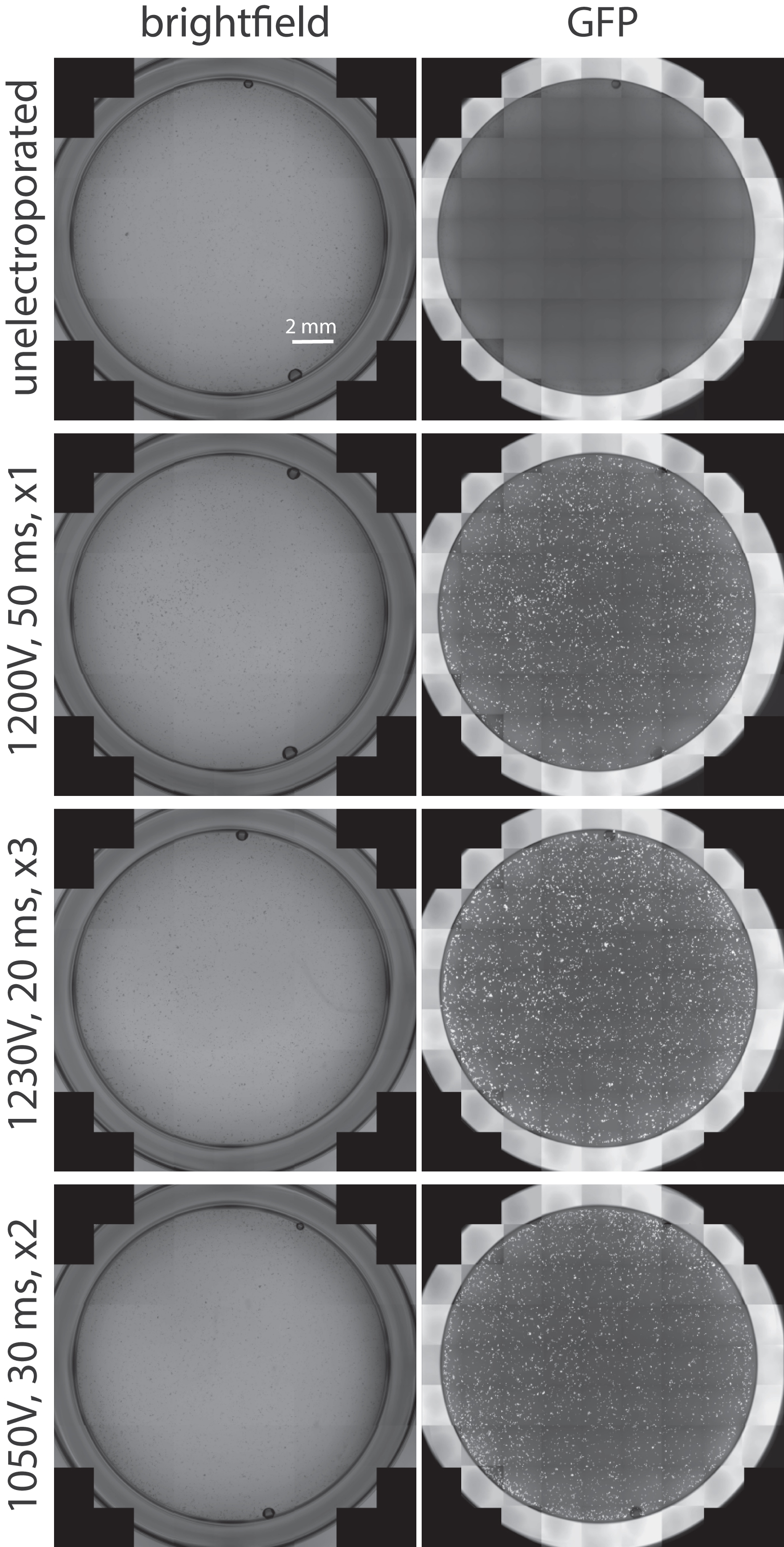 Cell Press: STAR Protocols