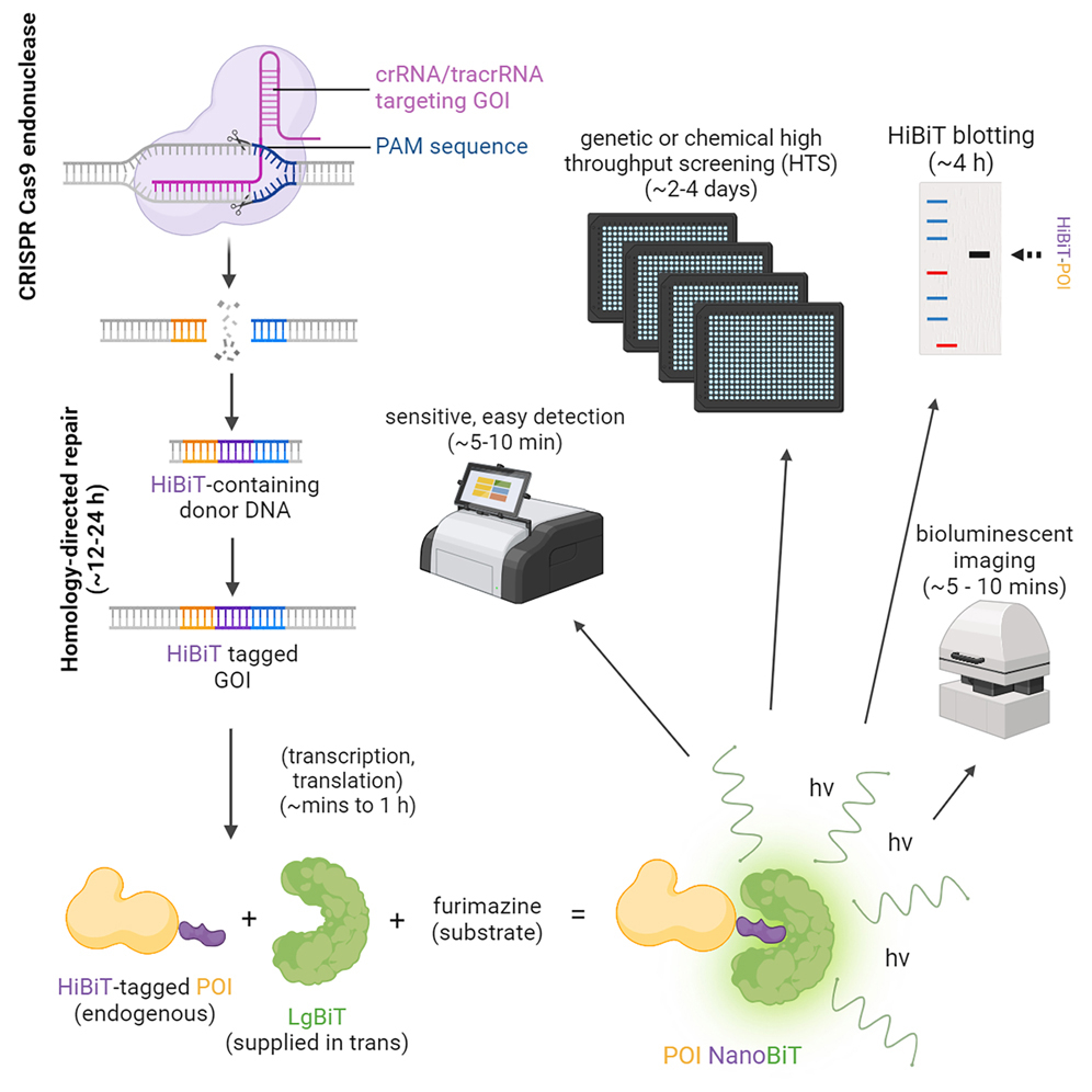 Cell Press: STAR Protocols
