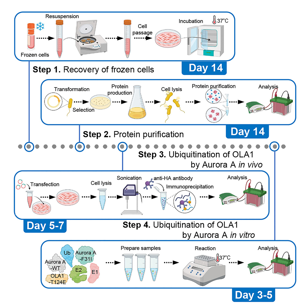 Cell Press: STAR Protocols