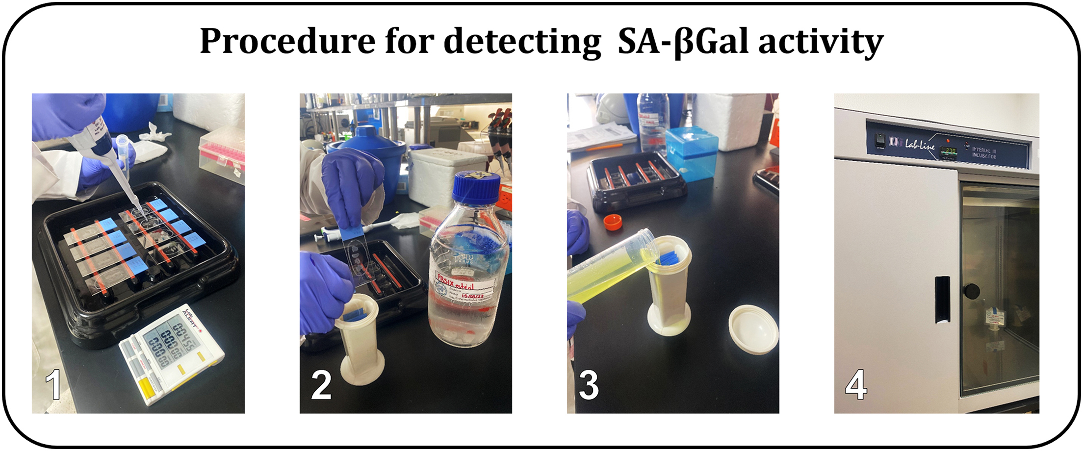 Cell Press: STAR Protocols