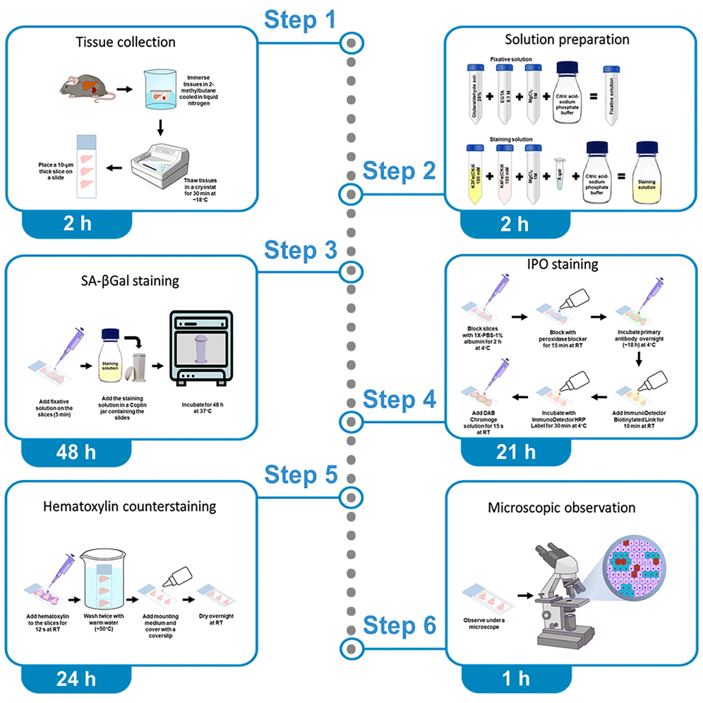 Cell Press: STAR Protocols