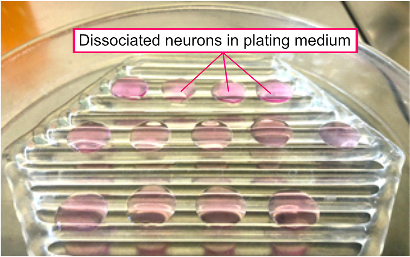Cell Press: STAR Protocols