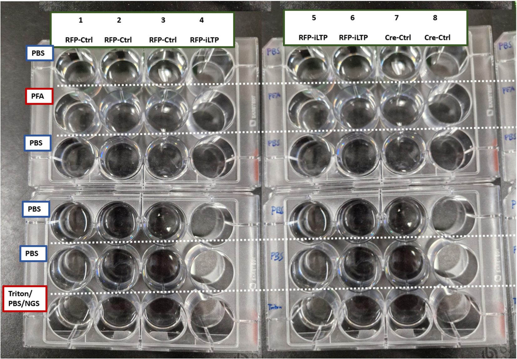 Cell Press: STAR Protocols