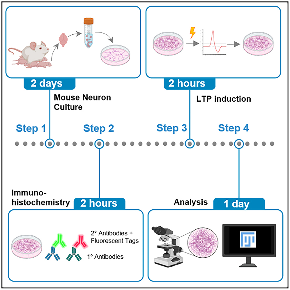 Cell Press: STAR Protocols