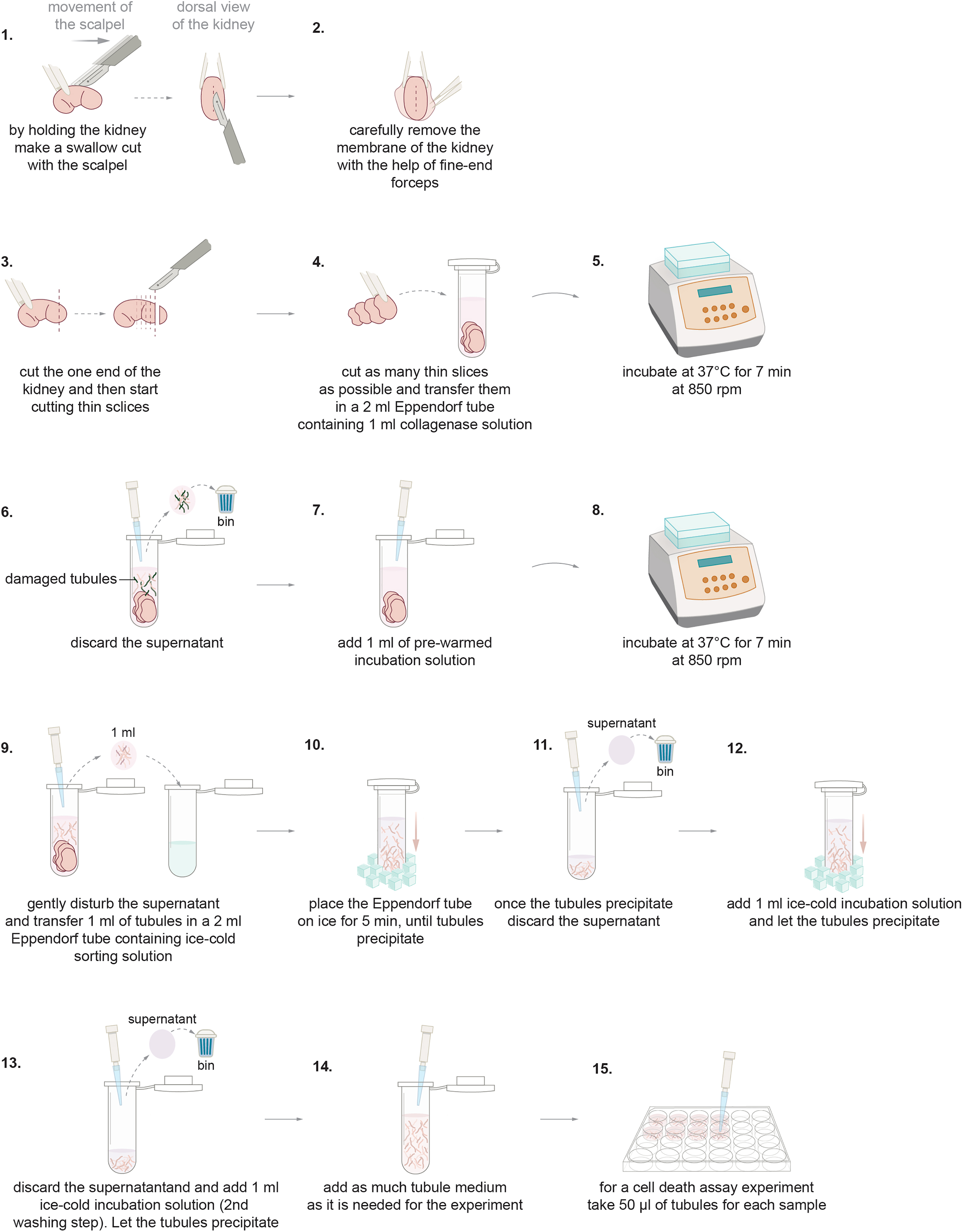 Cell Press: STAR Protocols