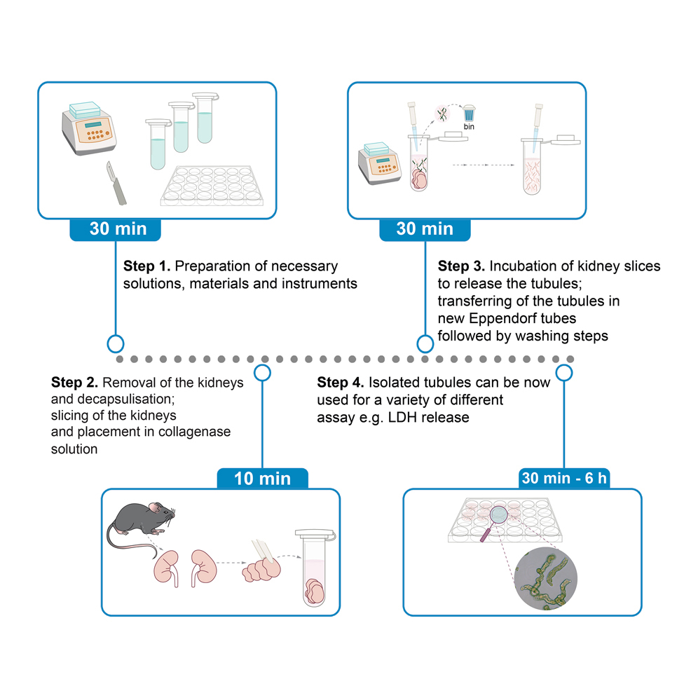Cell Press: STAR Protocols