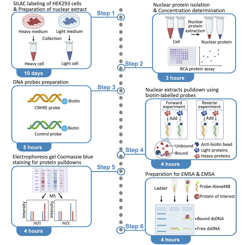 Cell Press: STAR Protocols