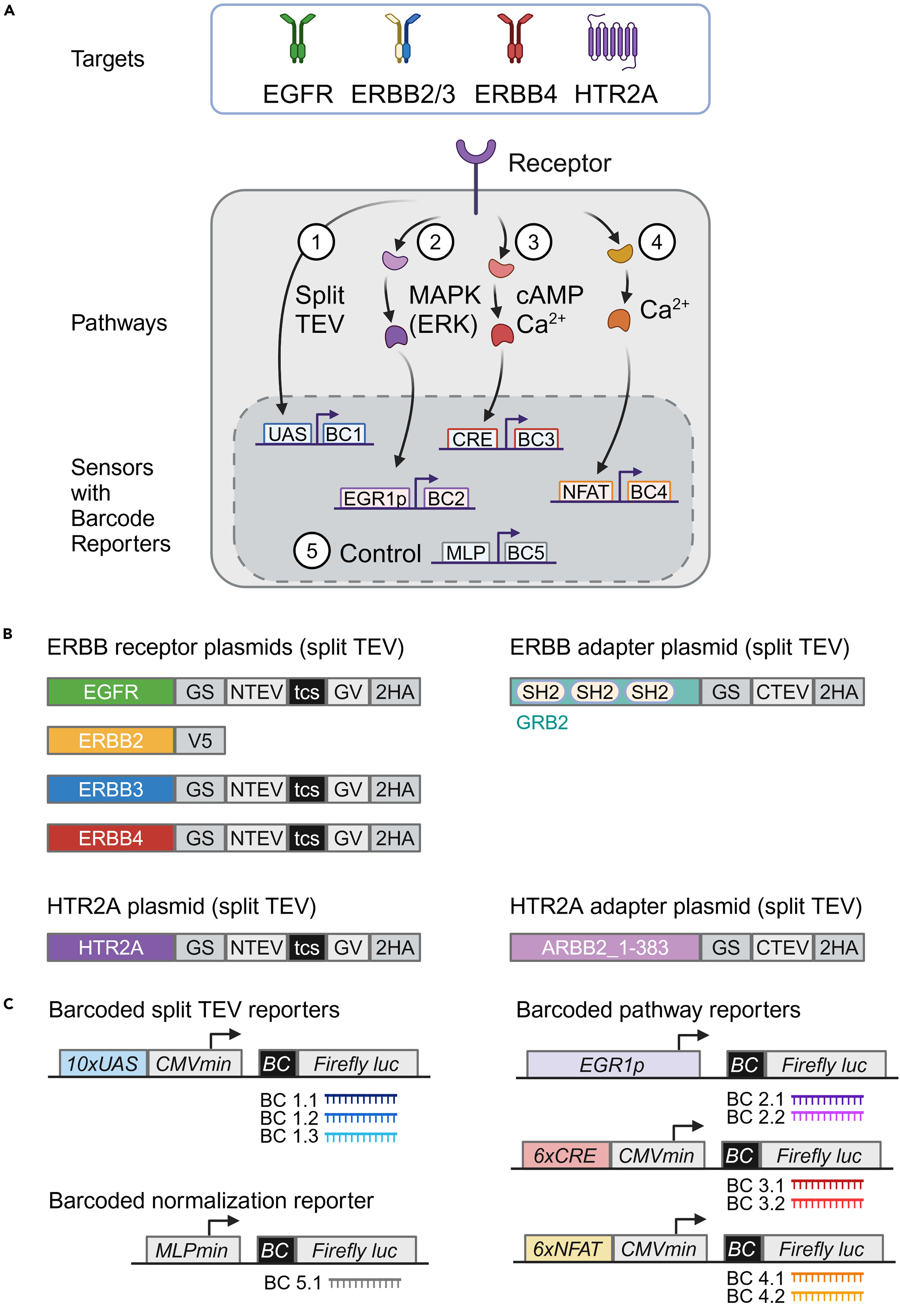Cell Press: STAR Protocols