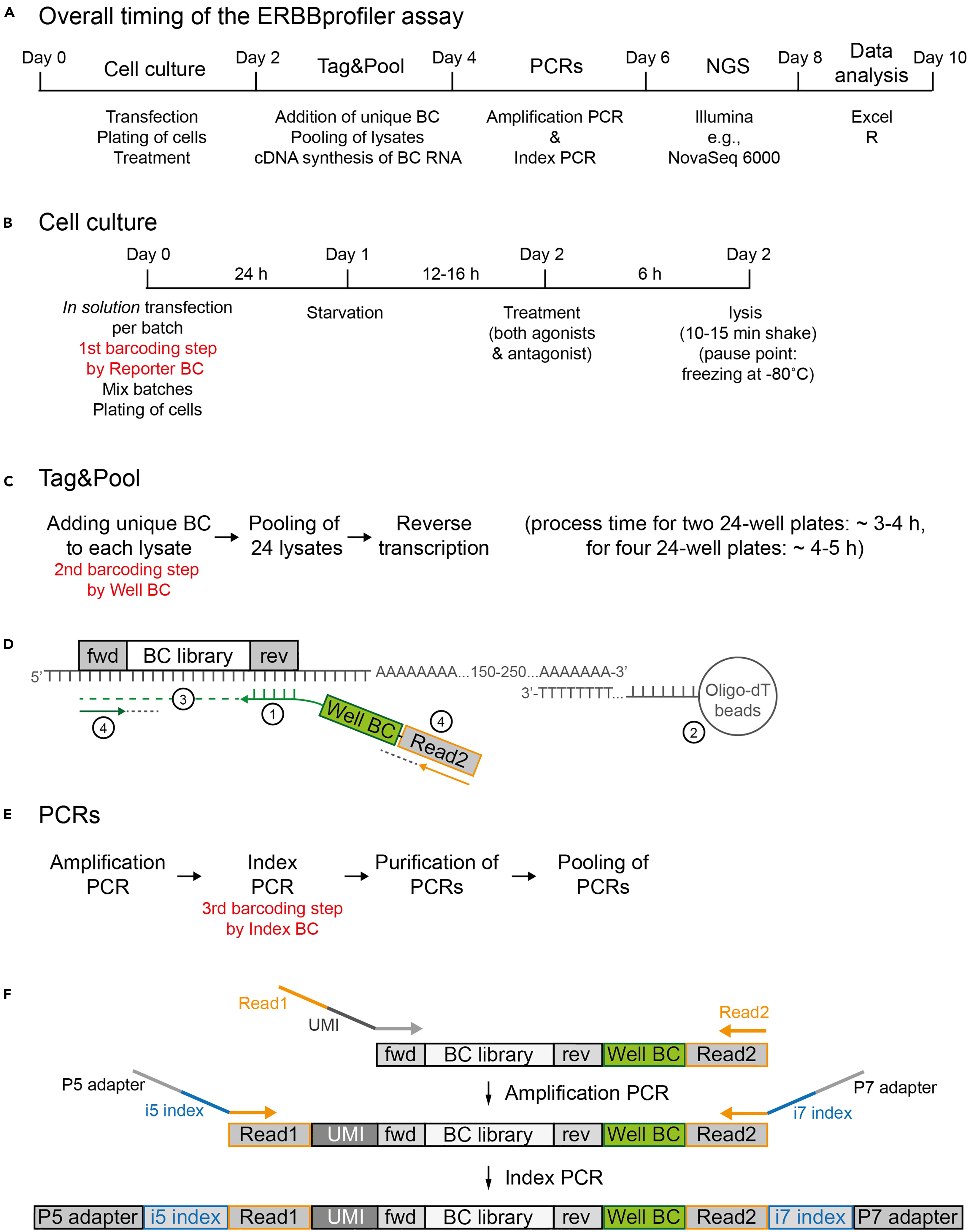 Cell Press: STAR Protocols