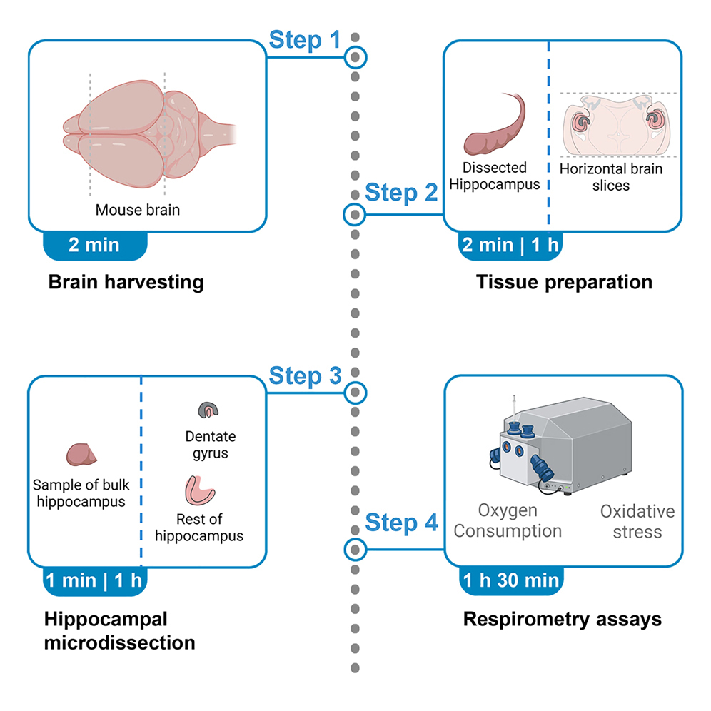 Cell Press: STAR Protocols