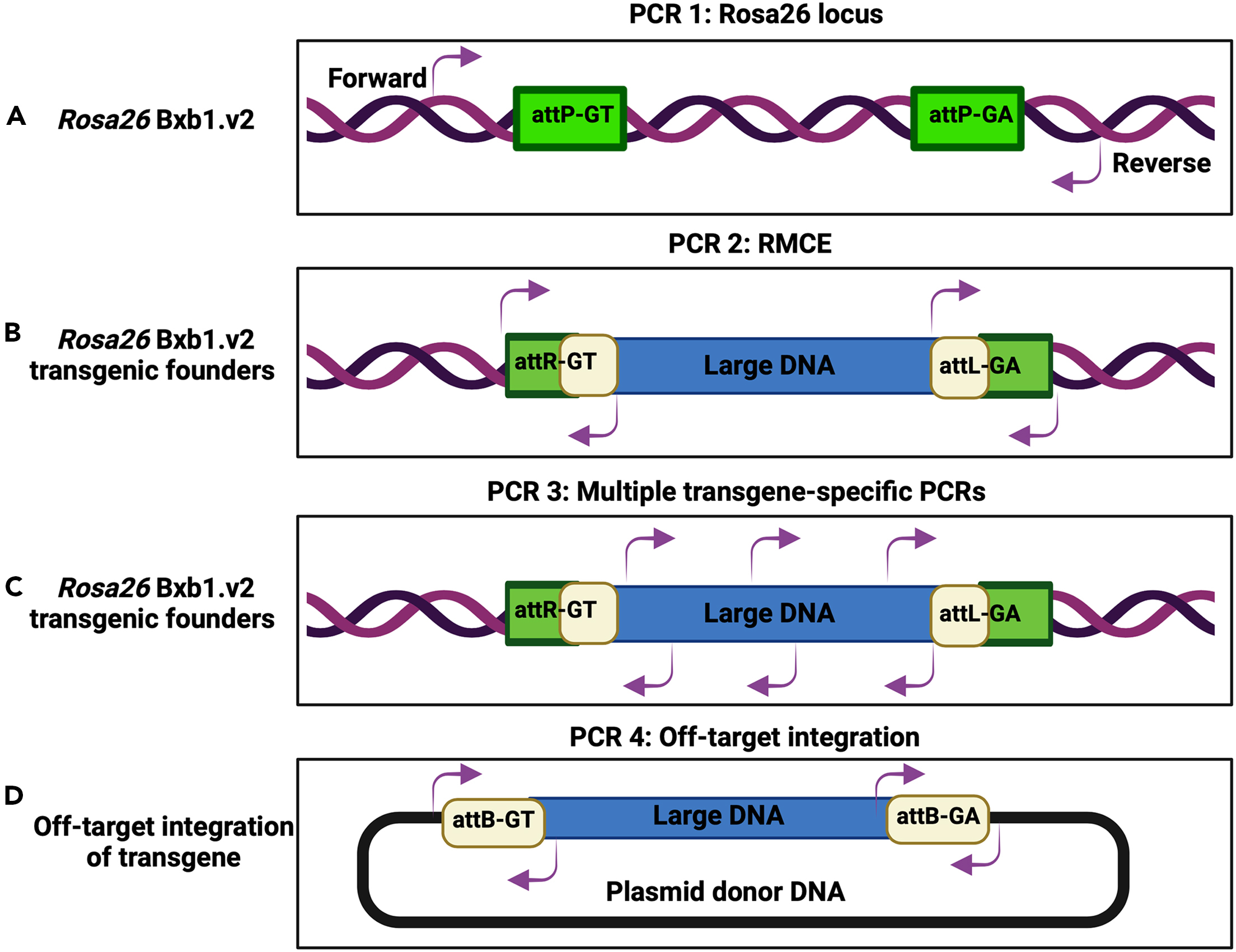 Cell Press: STAR Protocols