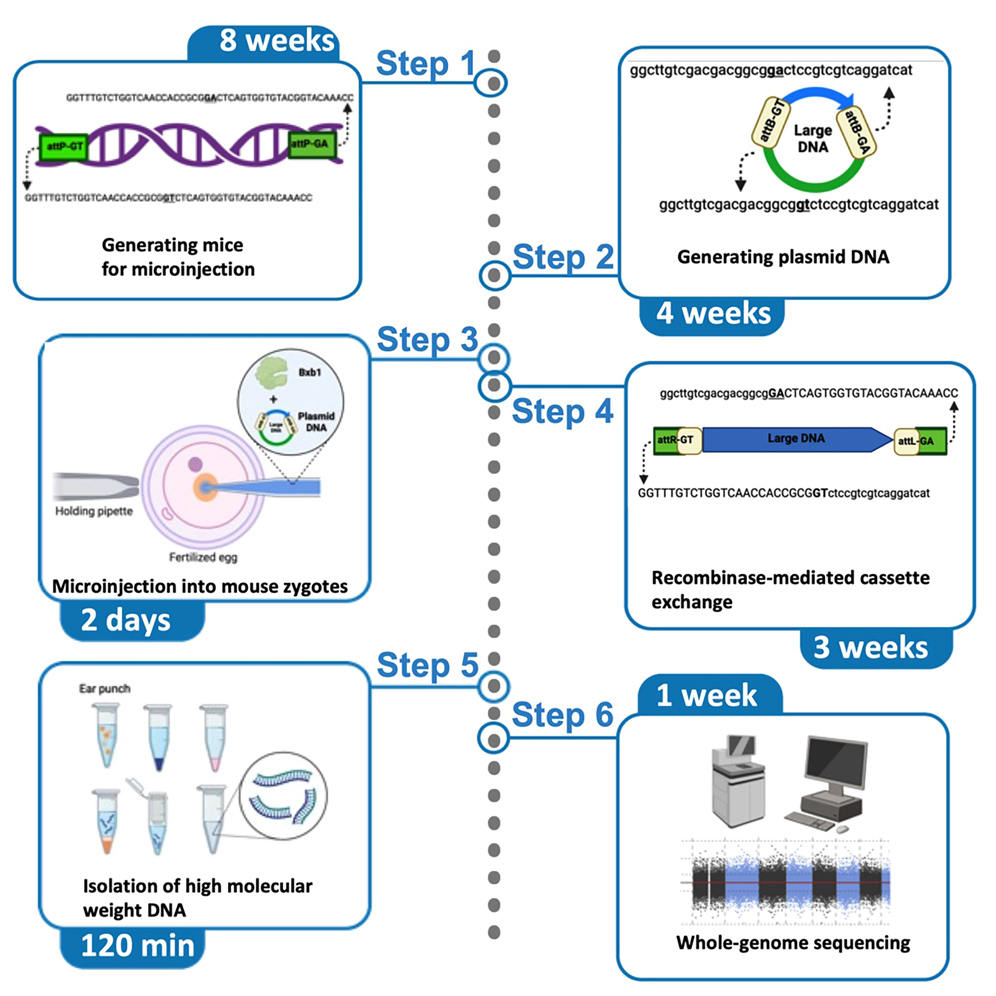 Cell Press: STAR Protocols