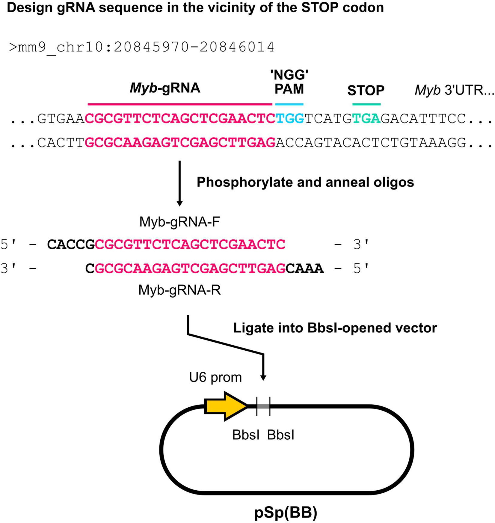 Cell Press: STAR Protocols