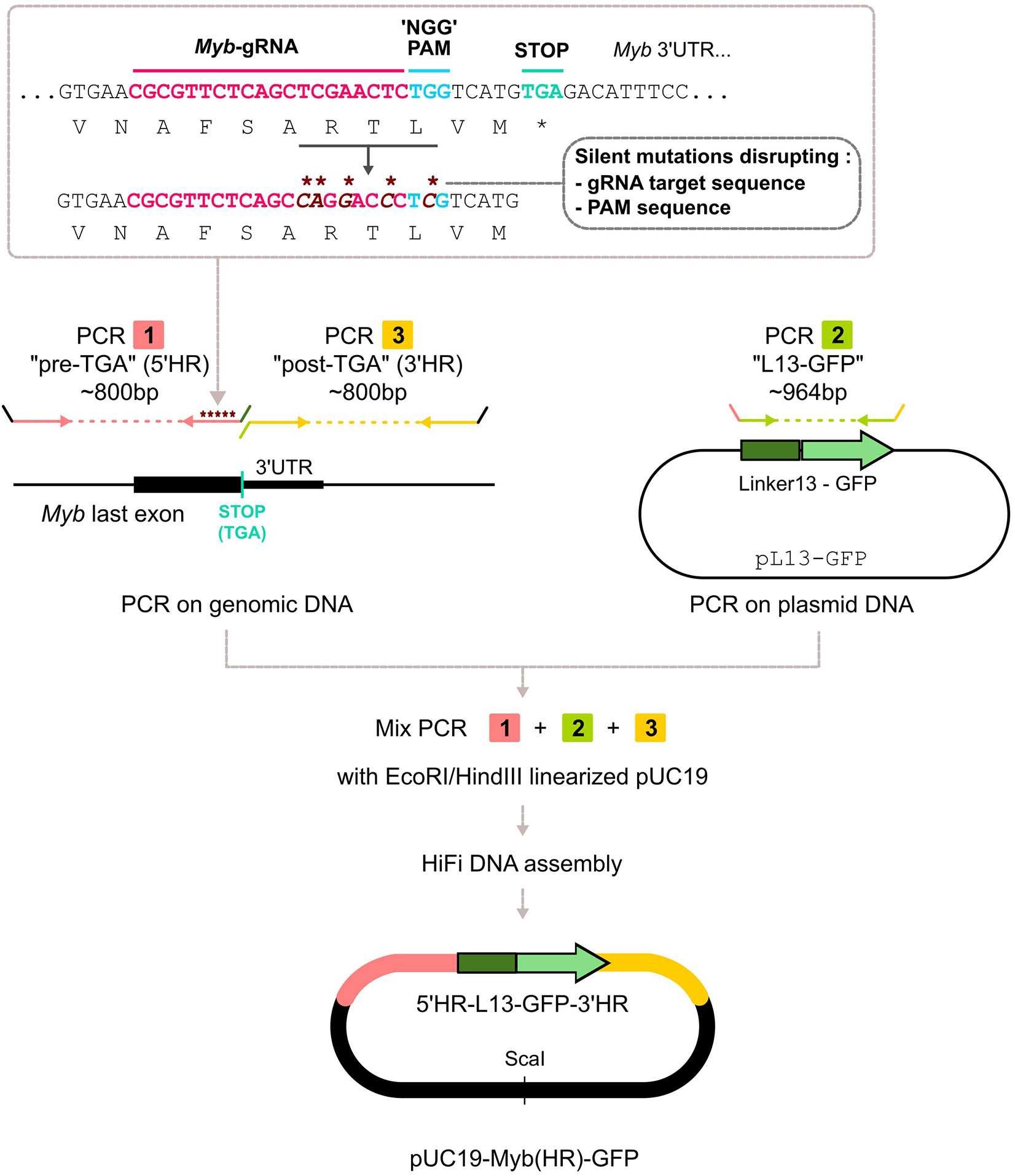 Cell Press: STAR Protocols