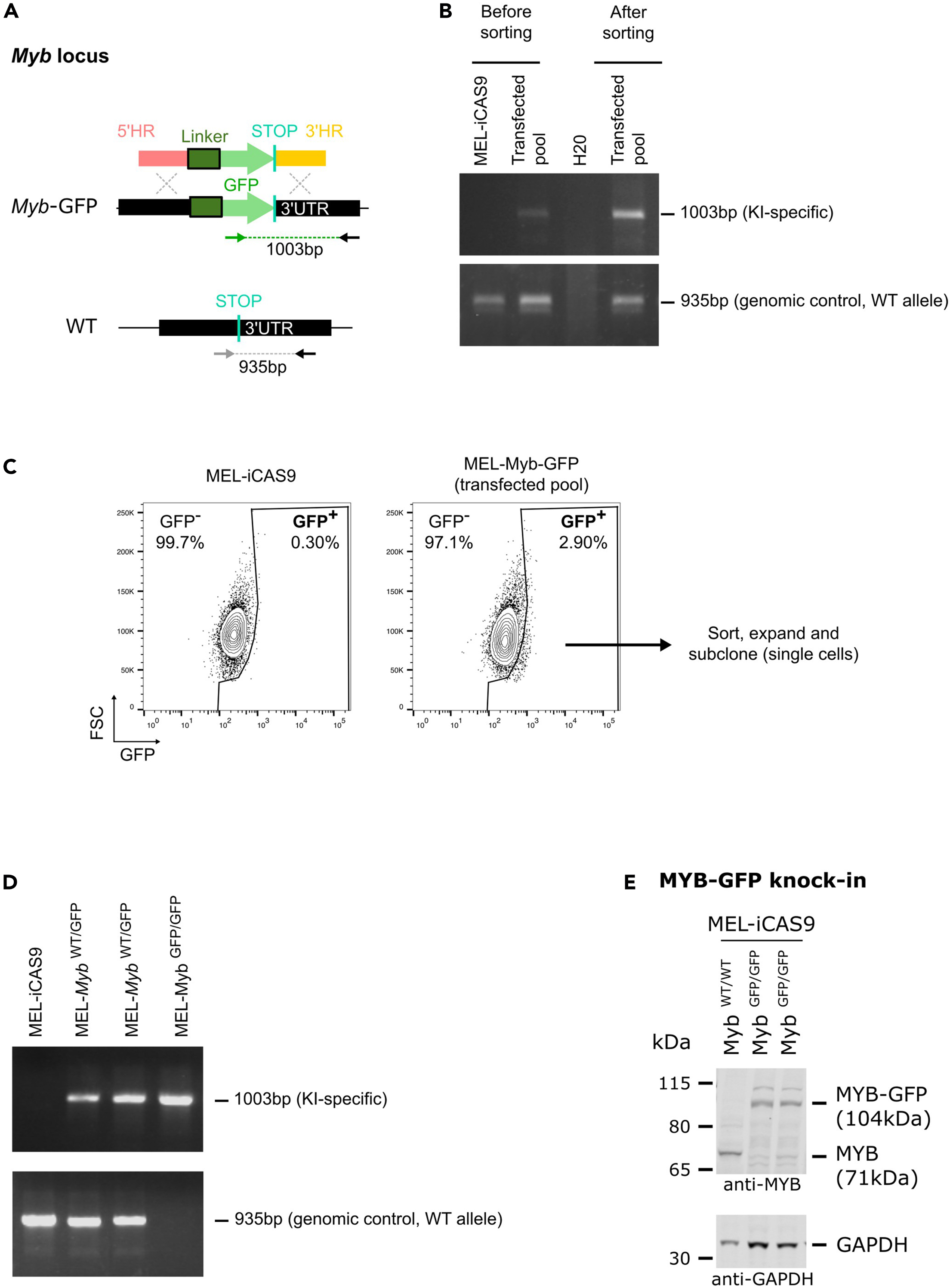 Cell Press: STAR Protocols