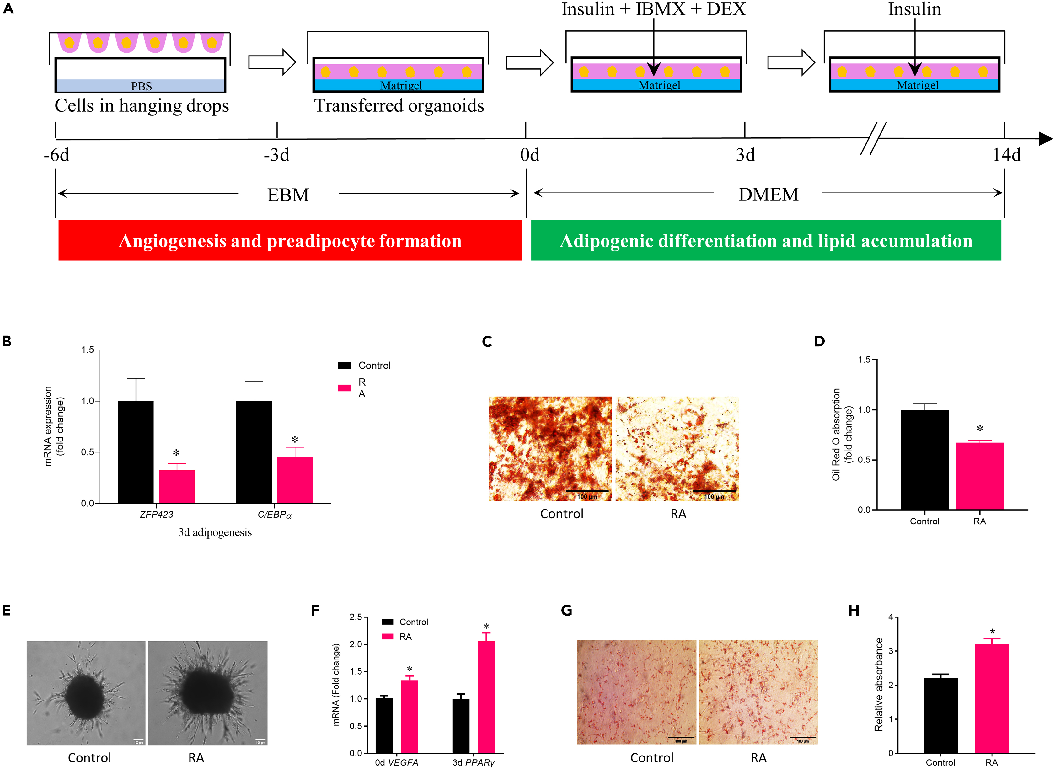 Cell Press: STAR Protocols