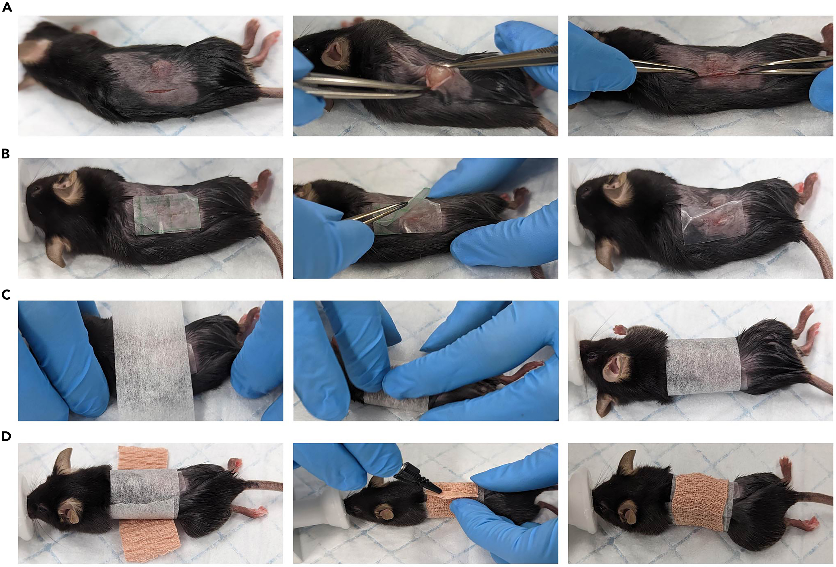 Cell Press: STAR Protocols