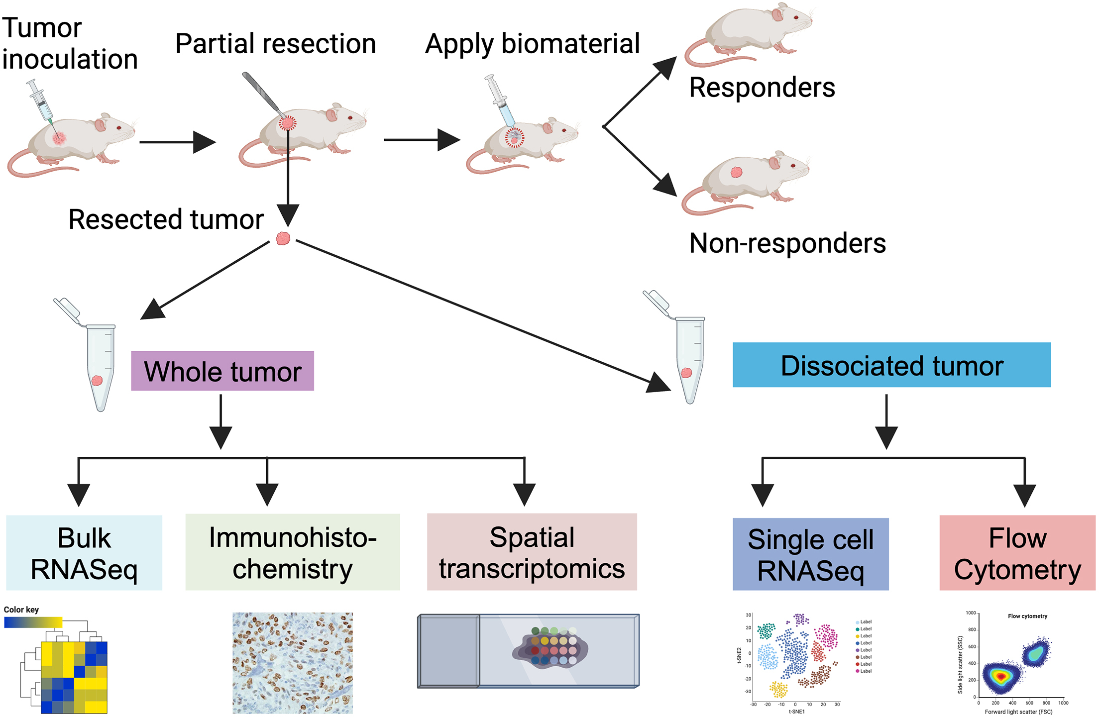 Cell Press: STAR Protocols