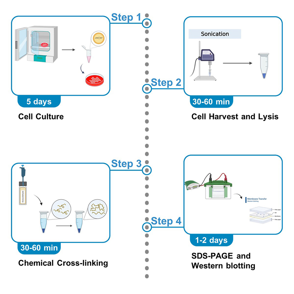 Cell Press: STAR Protocols