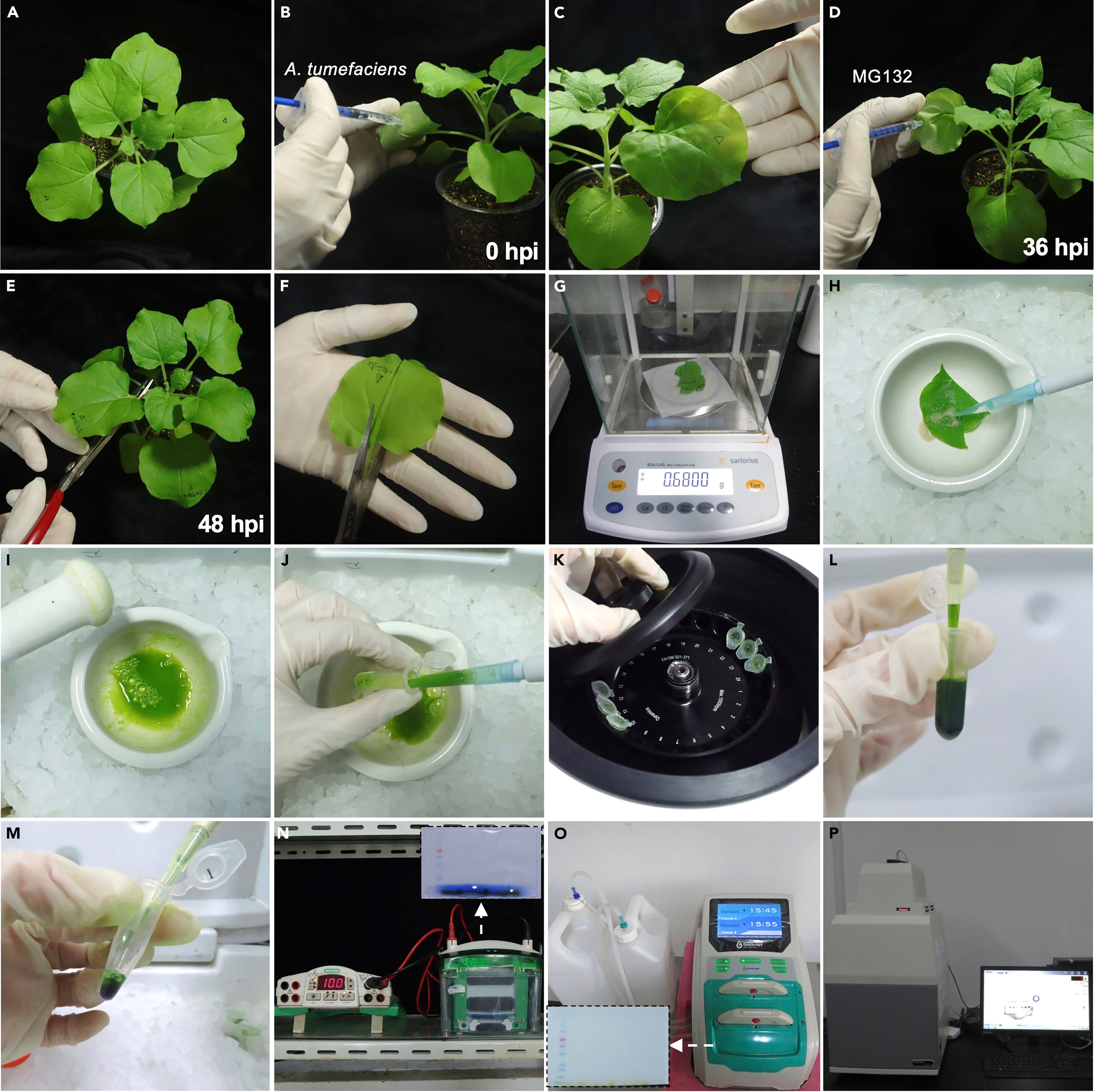 Cell Press: STAR Protocols
