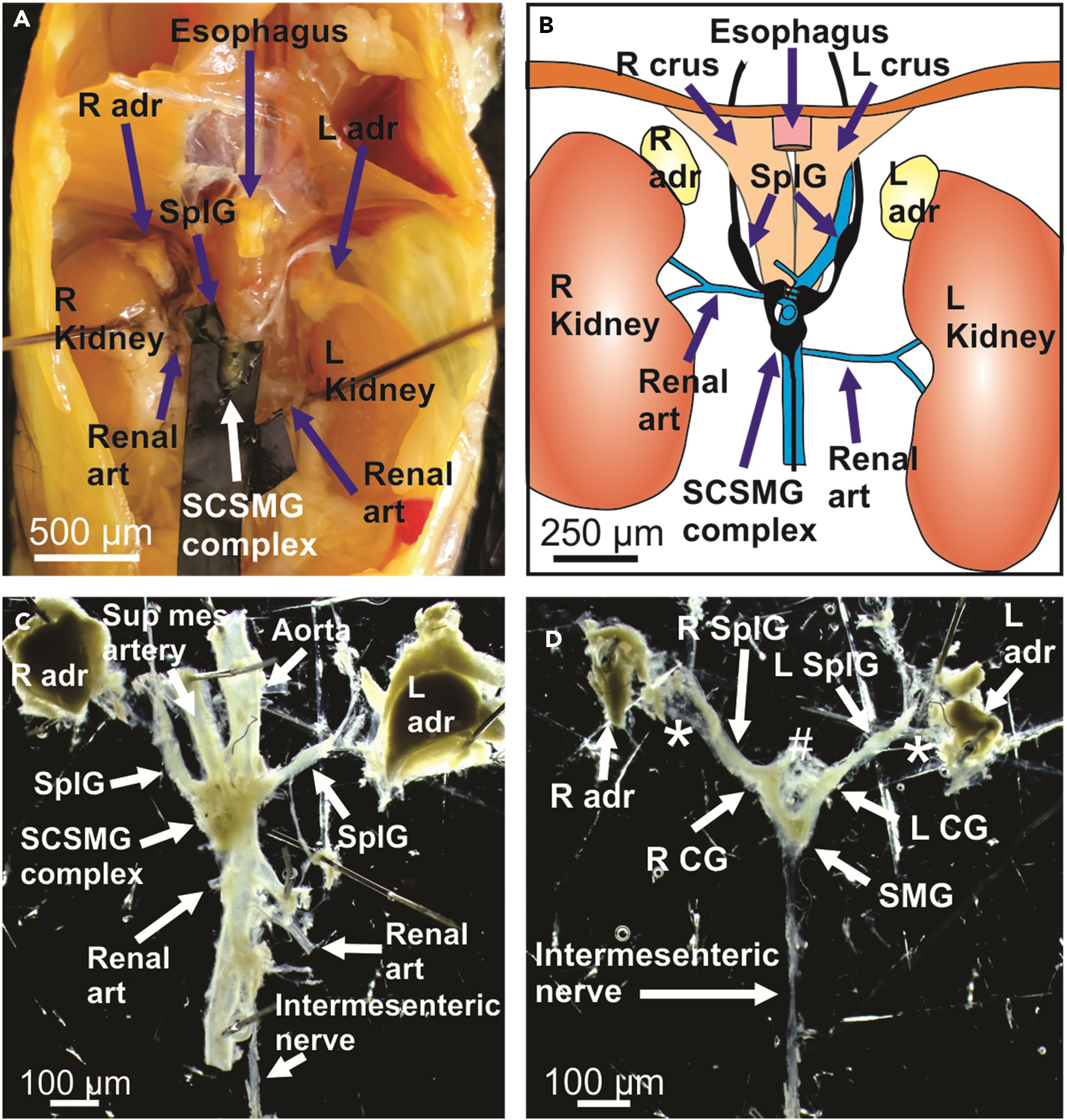Cell Press: STAR Protocols