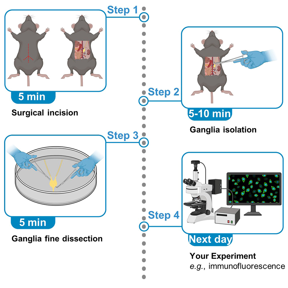 Cell Press: STAR Protocols