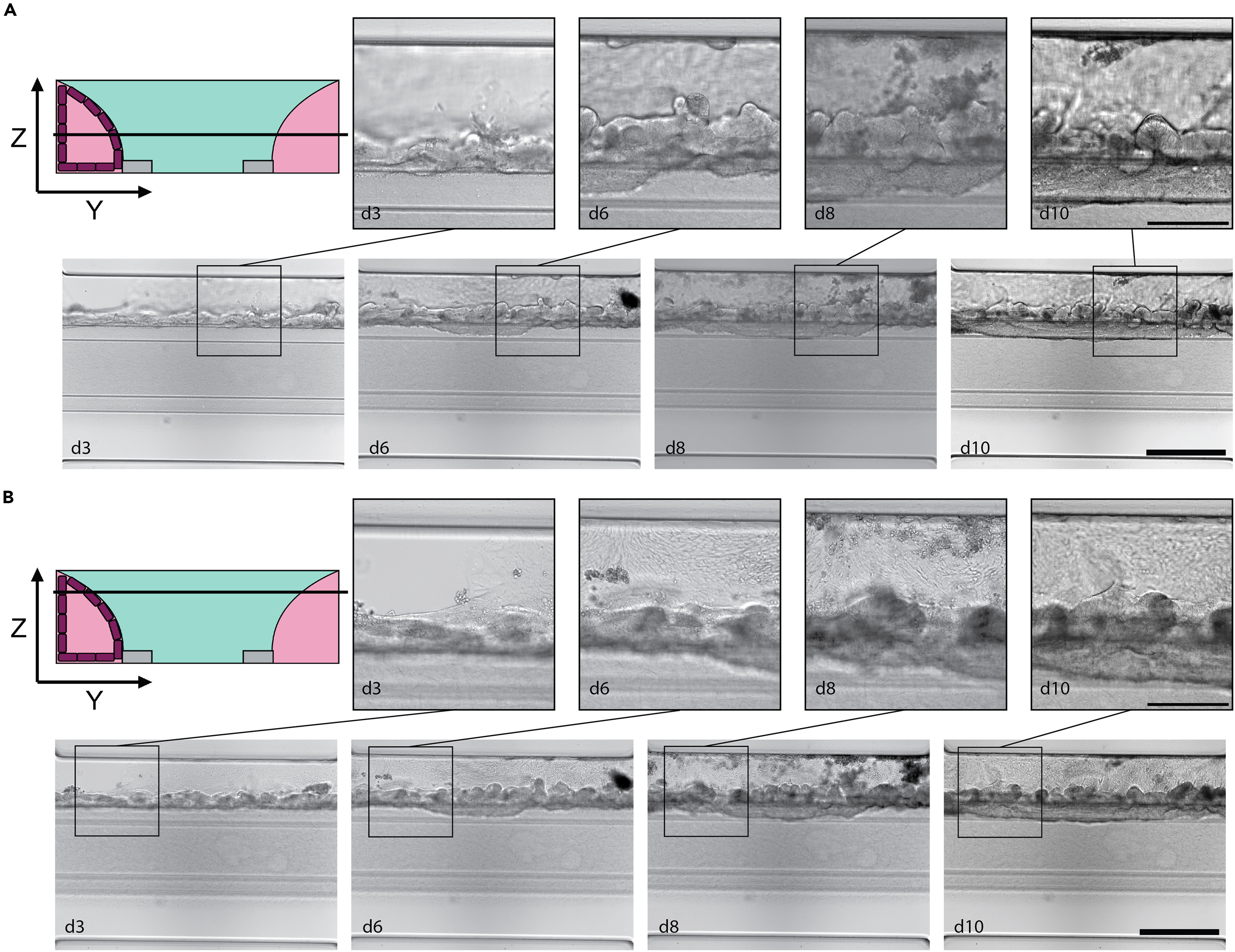 Cell Press: STAR Protocols