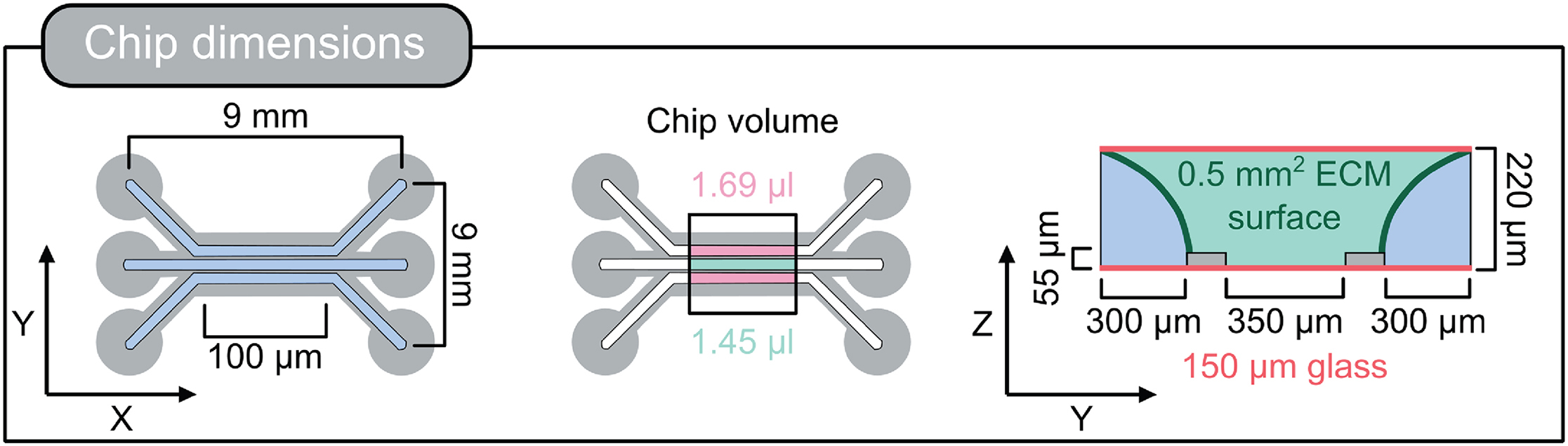 Cell Press: STAR Protocols