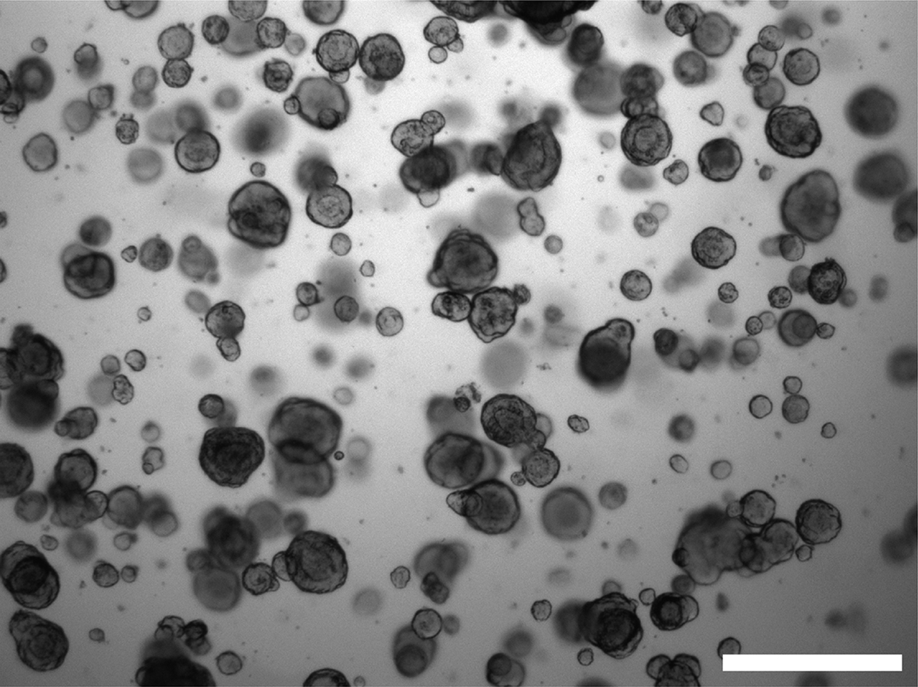 Cell Press: STAR Protocols