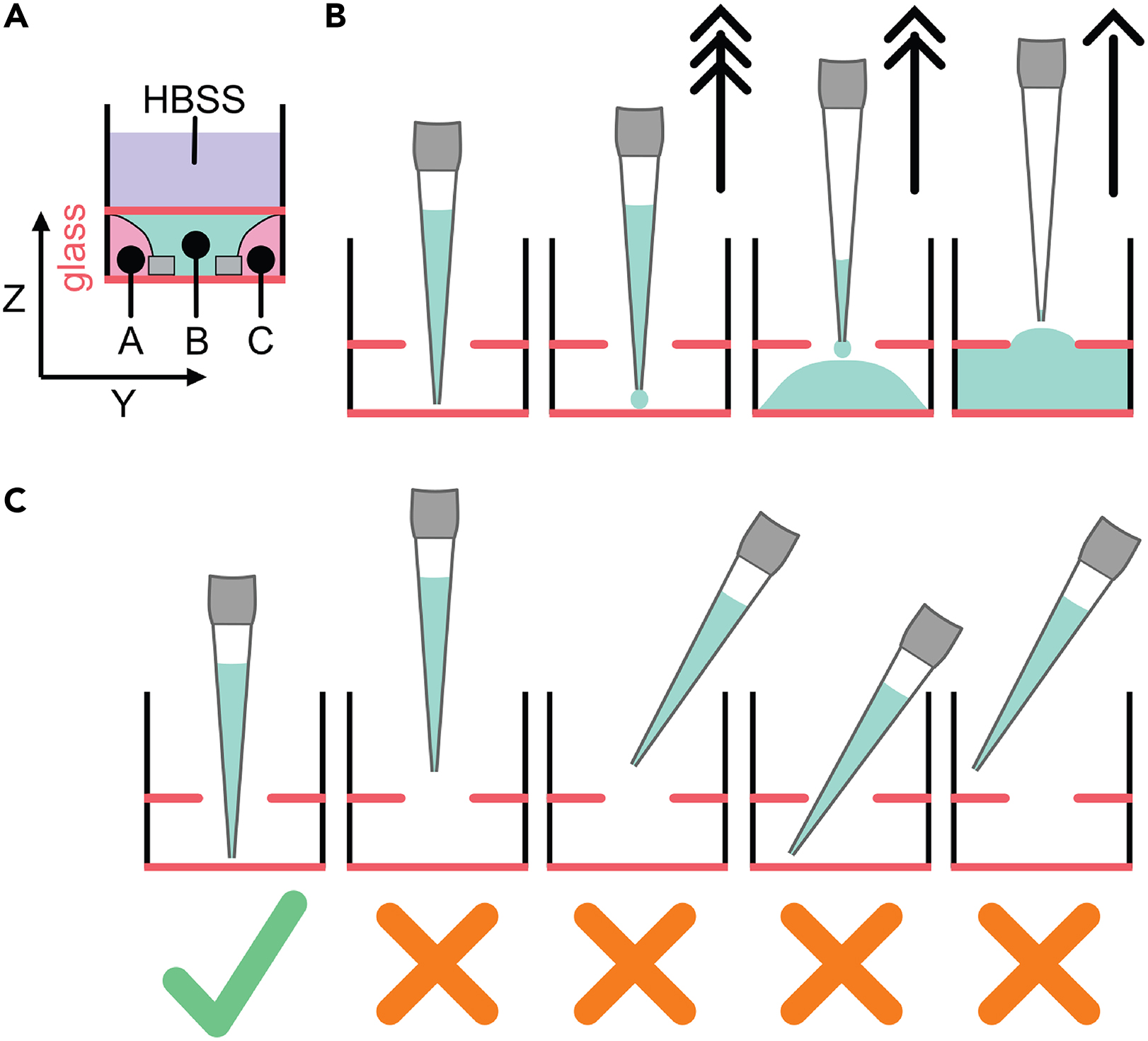 Cell Press: STAR Protocols
