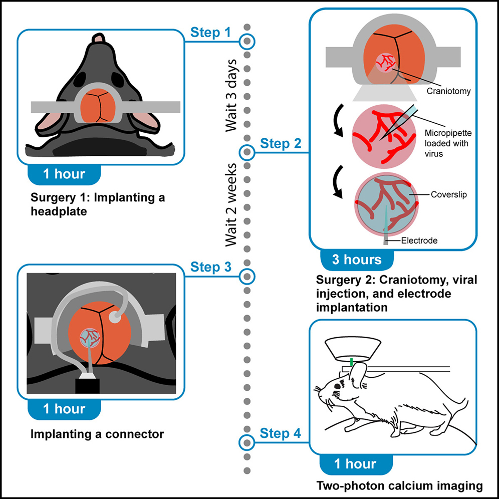 Cell Press: STAR Protocols