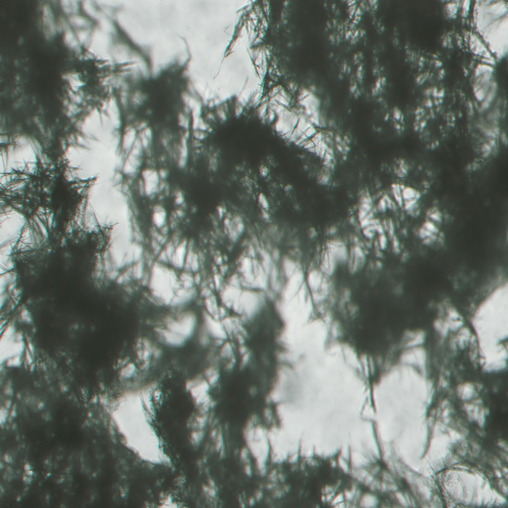 Cell Press: STAR Protocols