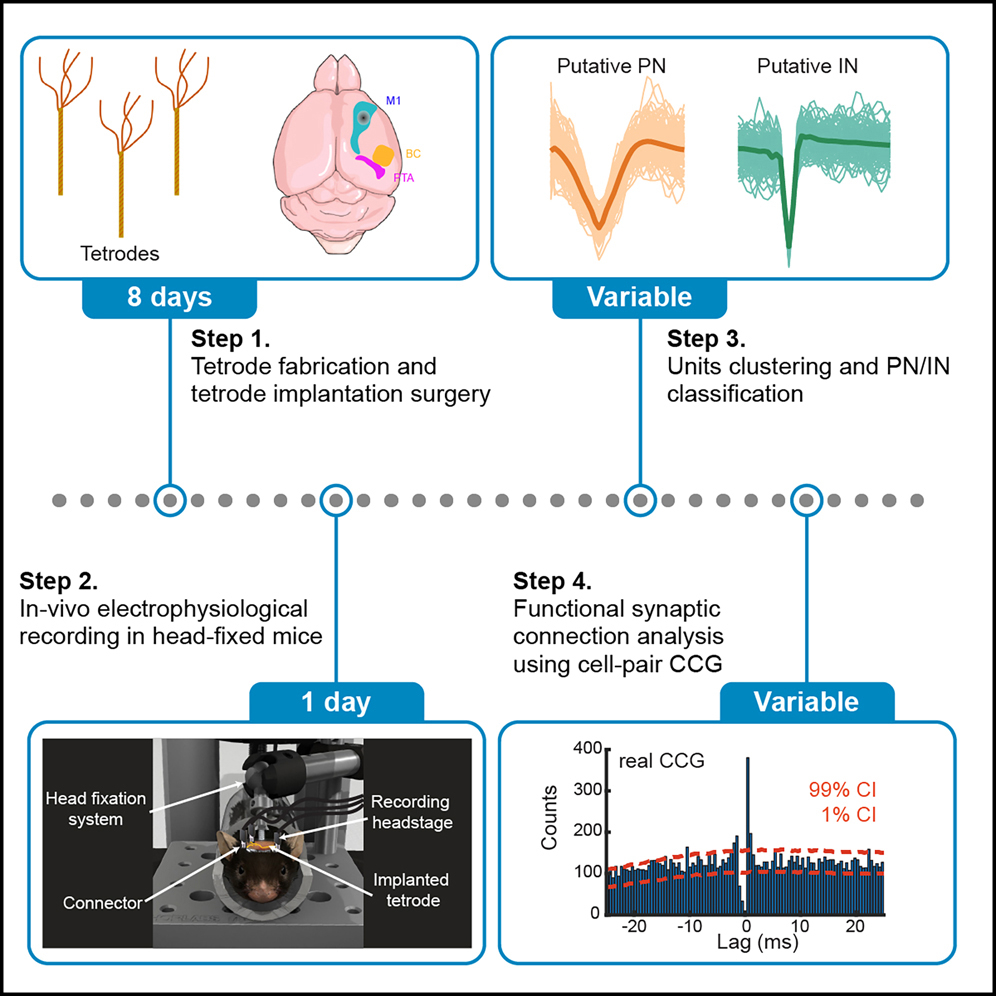 Cell Press: STAR Protocols