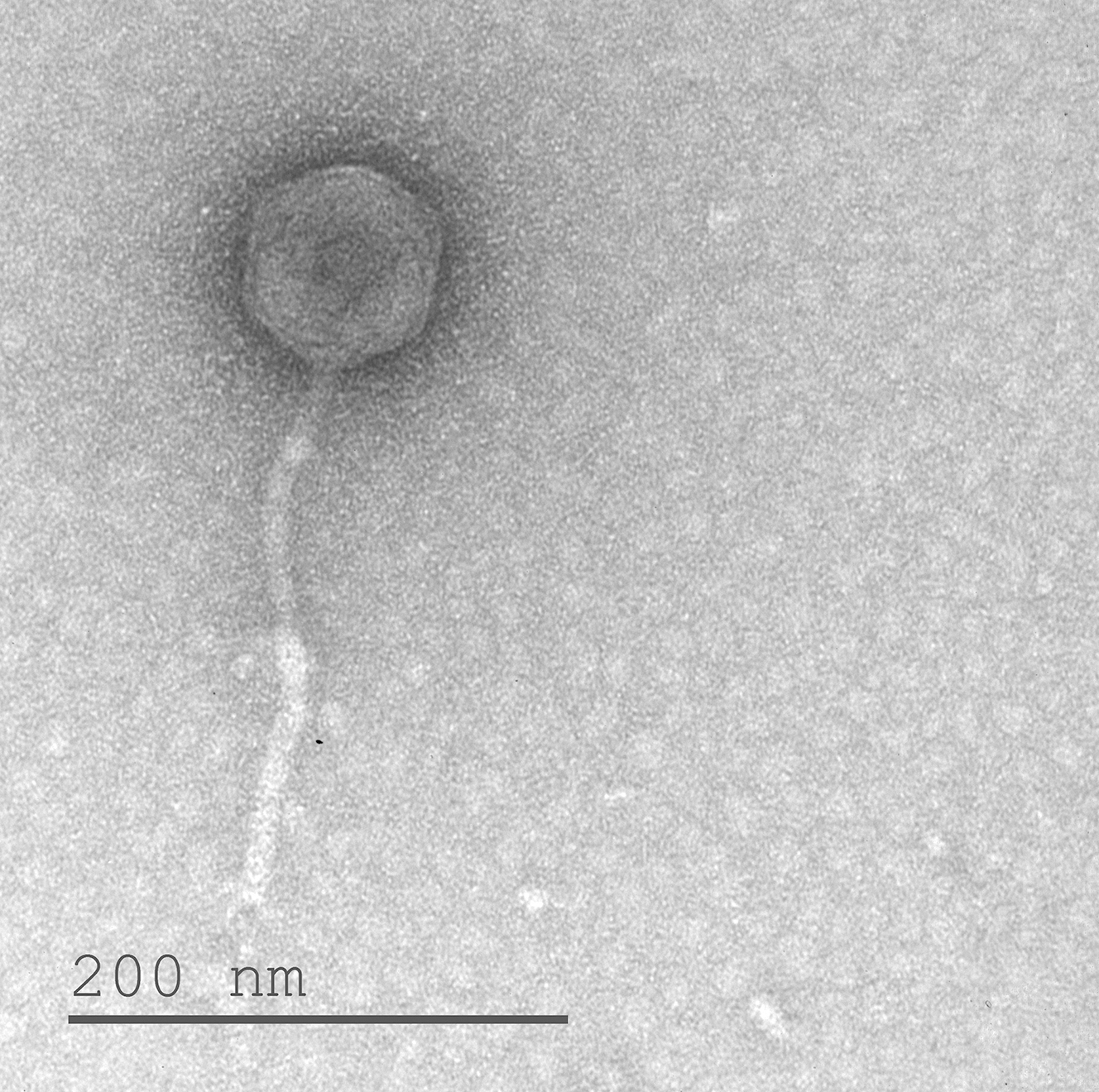 Cell Press: STAR Protocols
