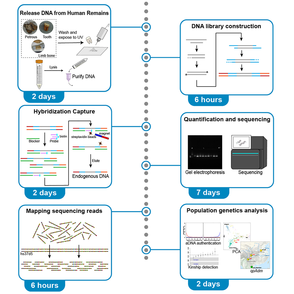 Cell Press: STAR Protocols